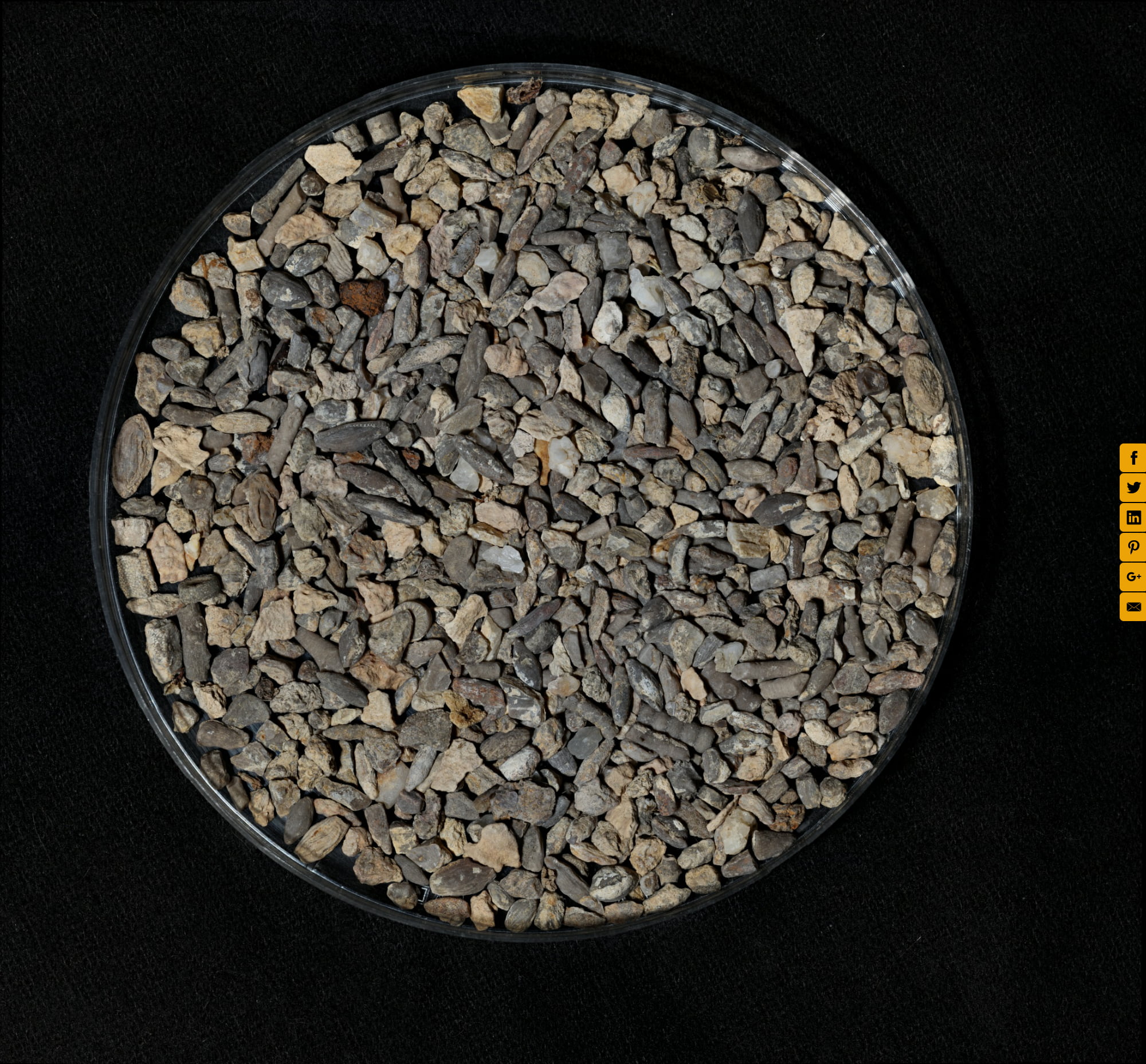 Fusulinid-rich sediment