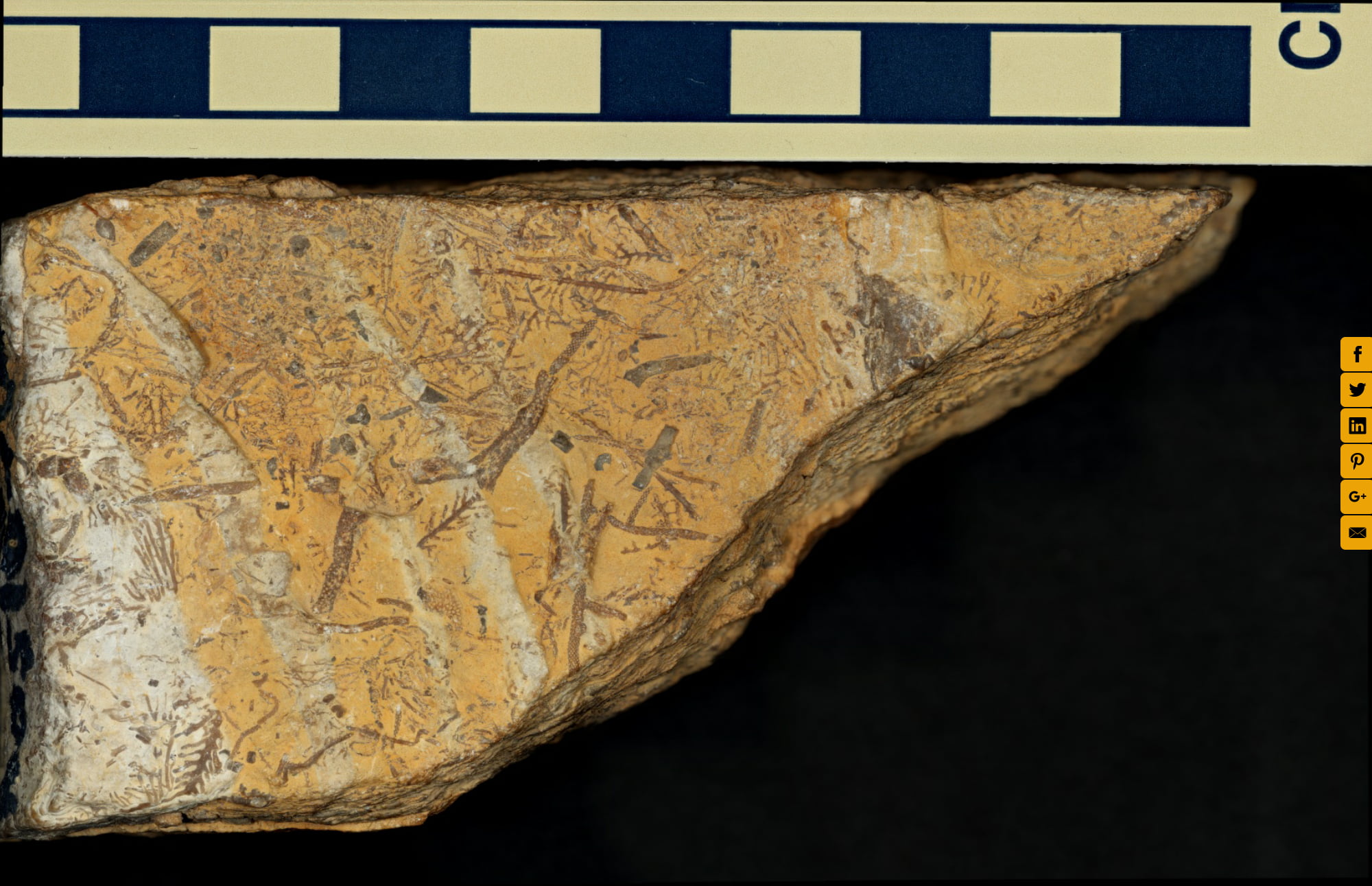 Bryozoans in Madison Formation Limestone