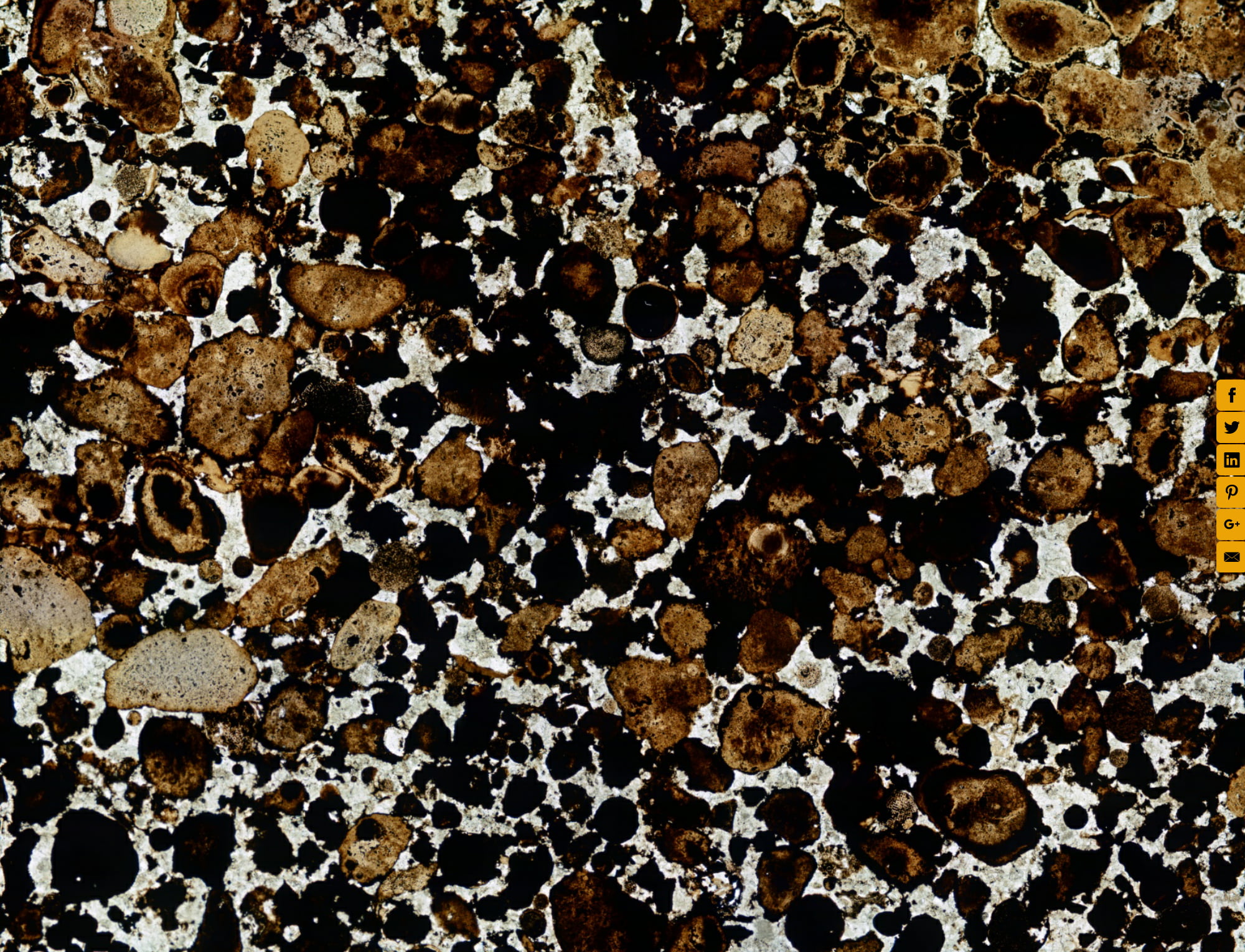 Thin Section of the Doushantuo Phosphorite