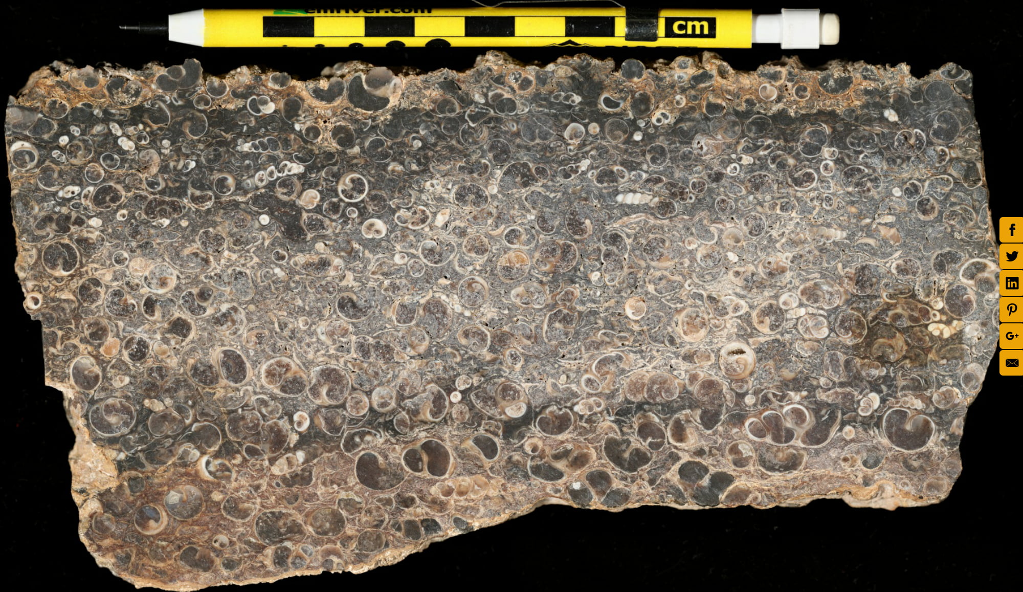 Gastropod-bearing agate ("Turitella agate") of the Green River ...