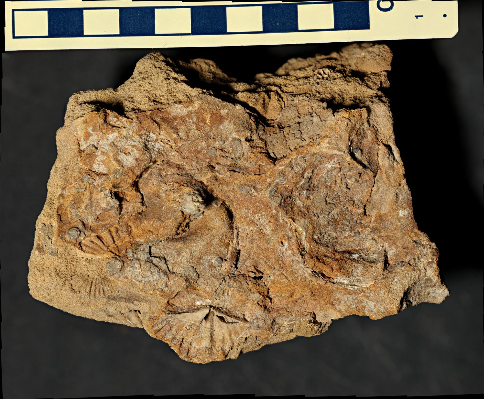 Fossil specimen 21