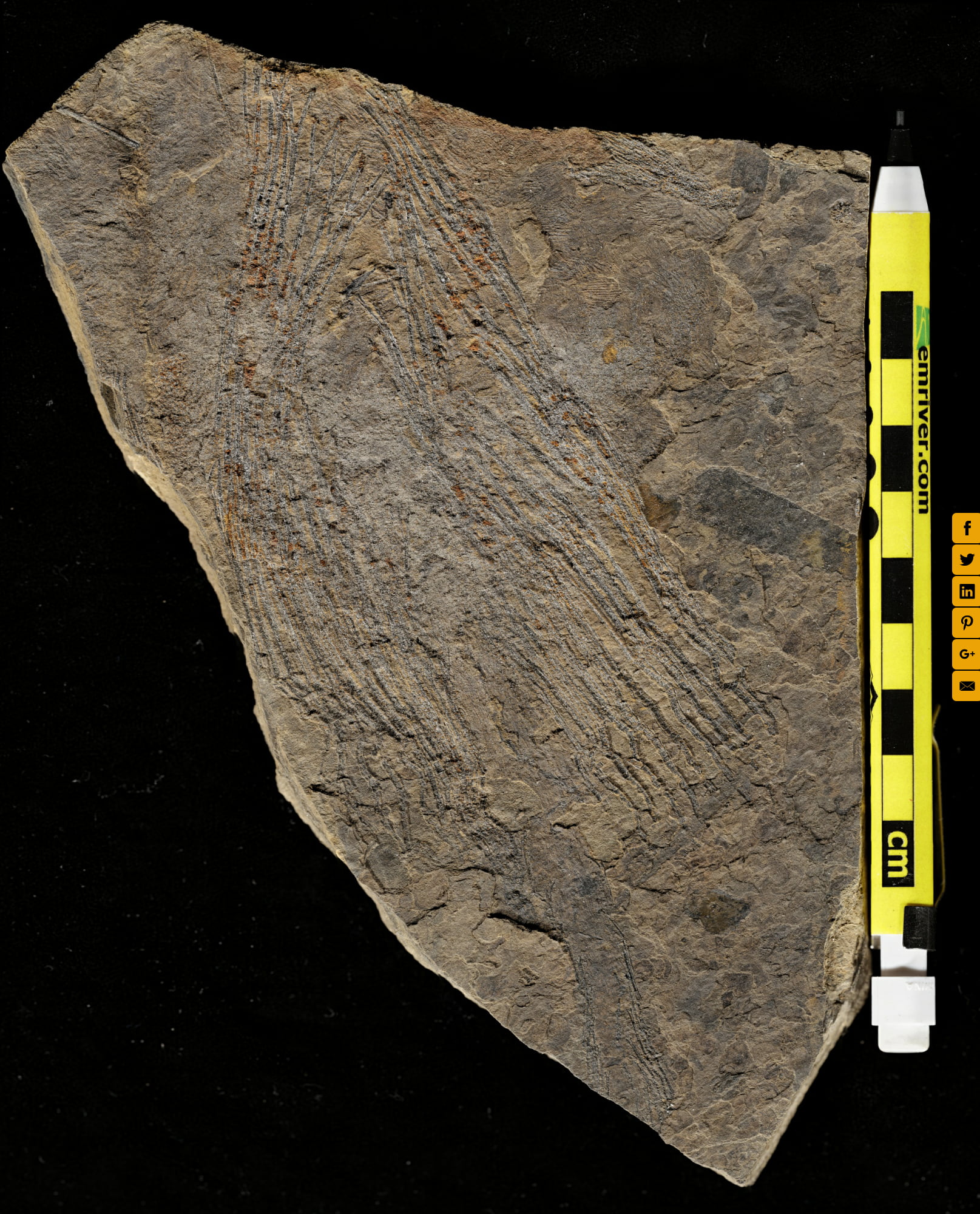 Coelacanth tail fossil from the Solite Quarry, Dan River Basin, Virginia