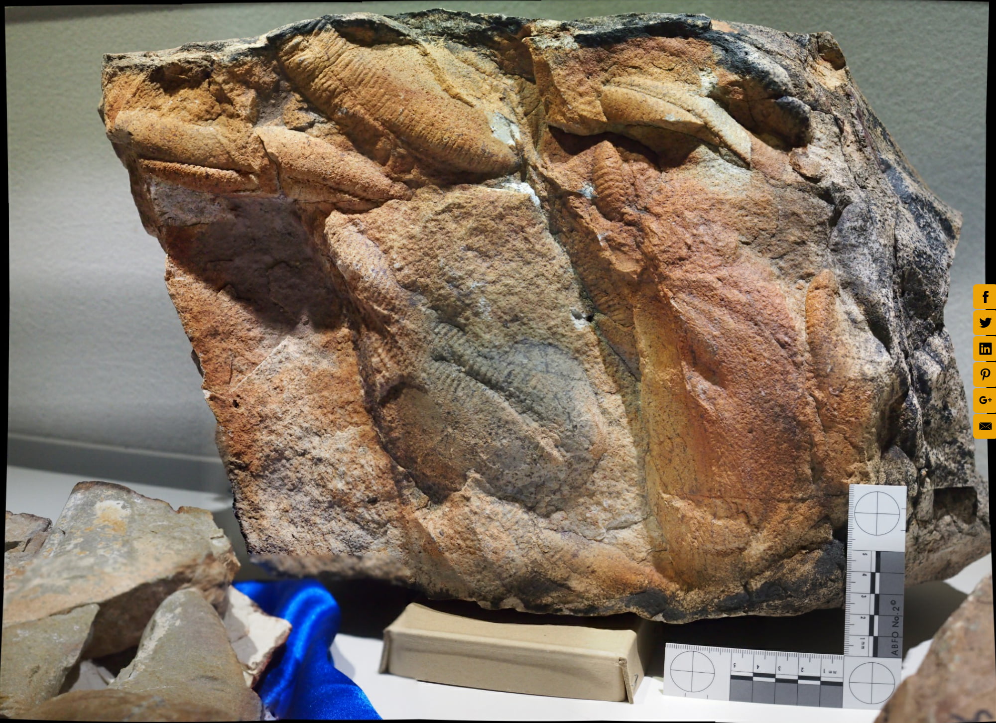 Pteridinium from Farm Aar