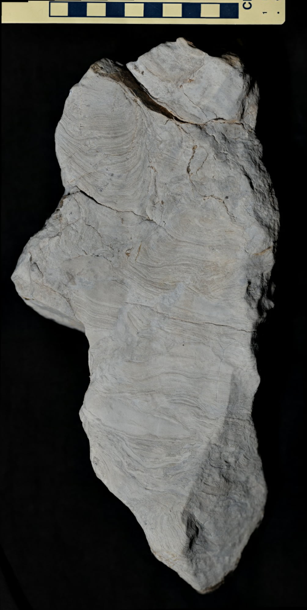 Fossil specimen 18