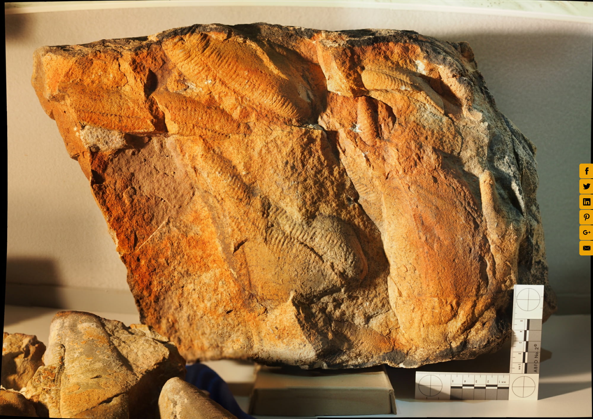 Pteridinium from Farm Aar