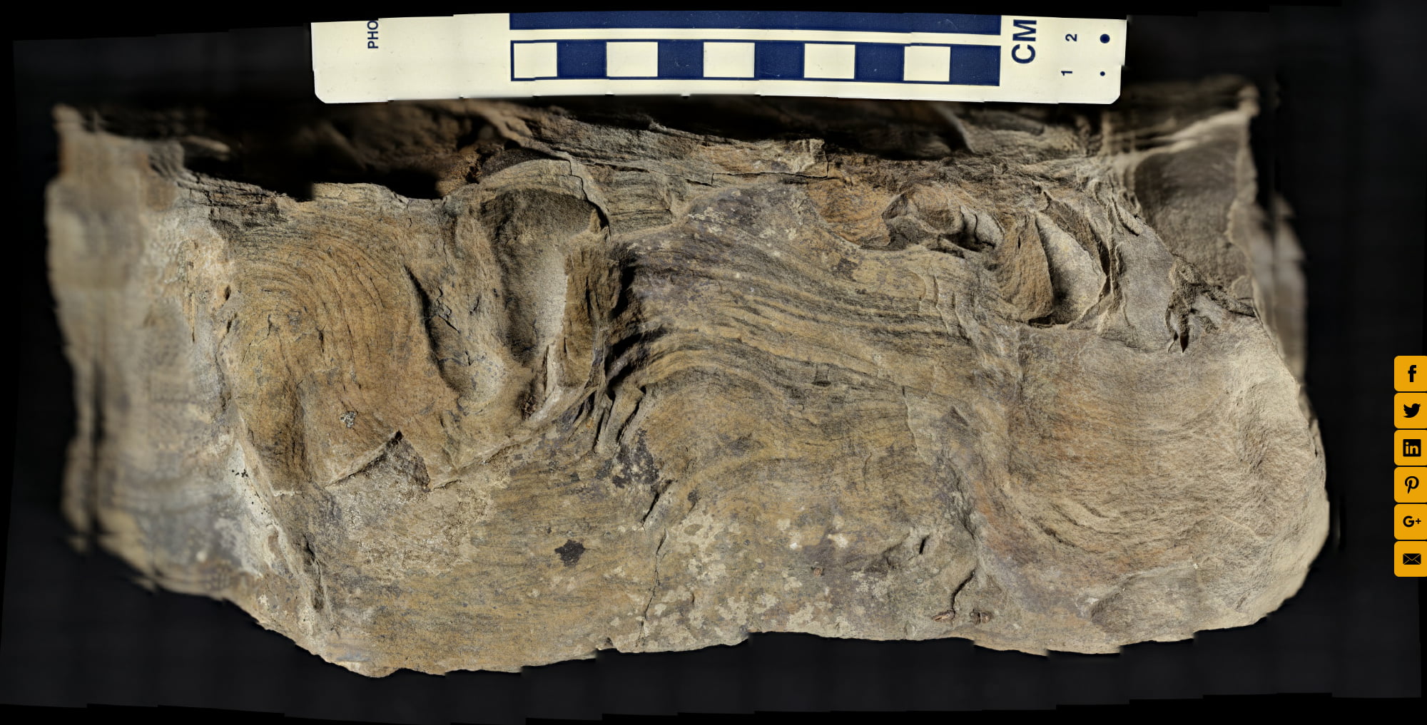 Convolute Bedding in Millboro Formation Sandstone