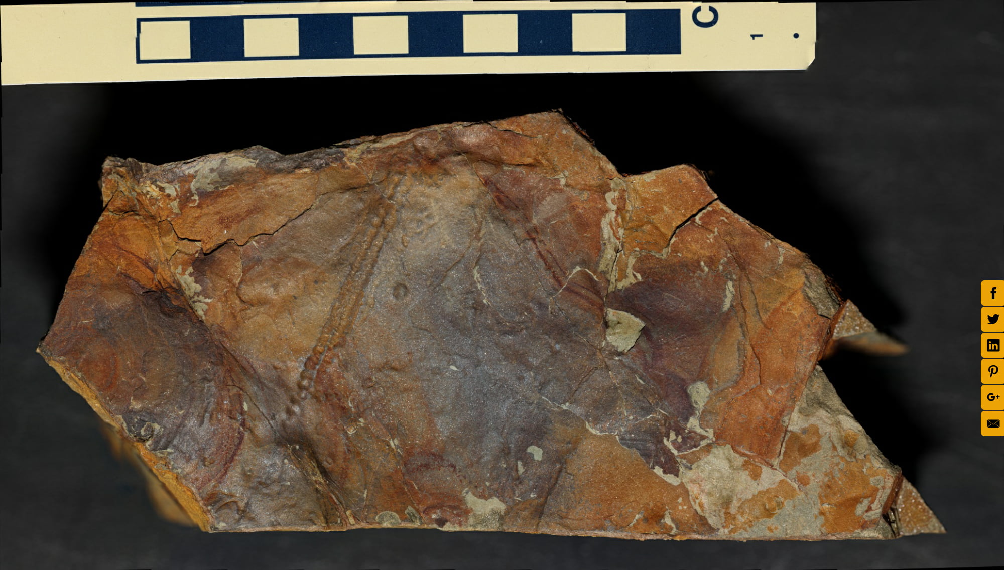 Cruziana trace fossils