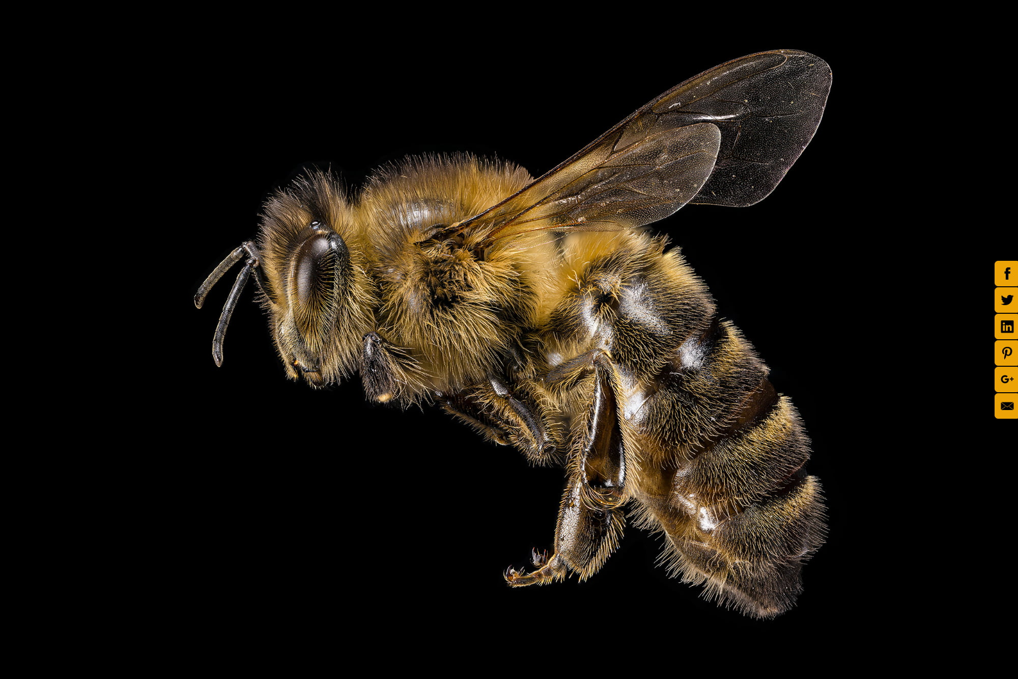European Honey Bee