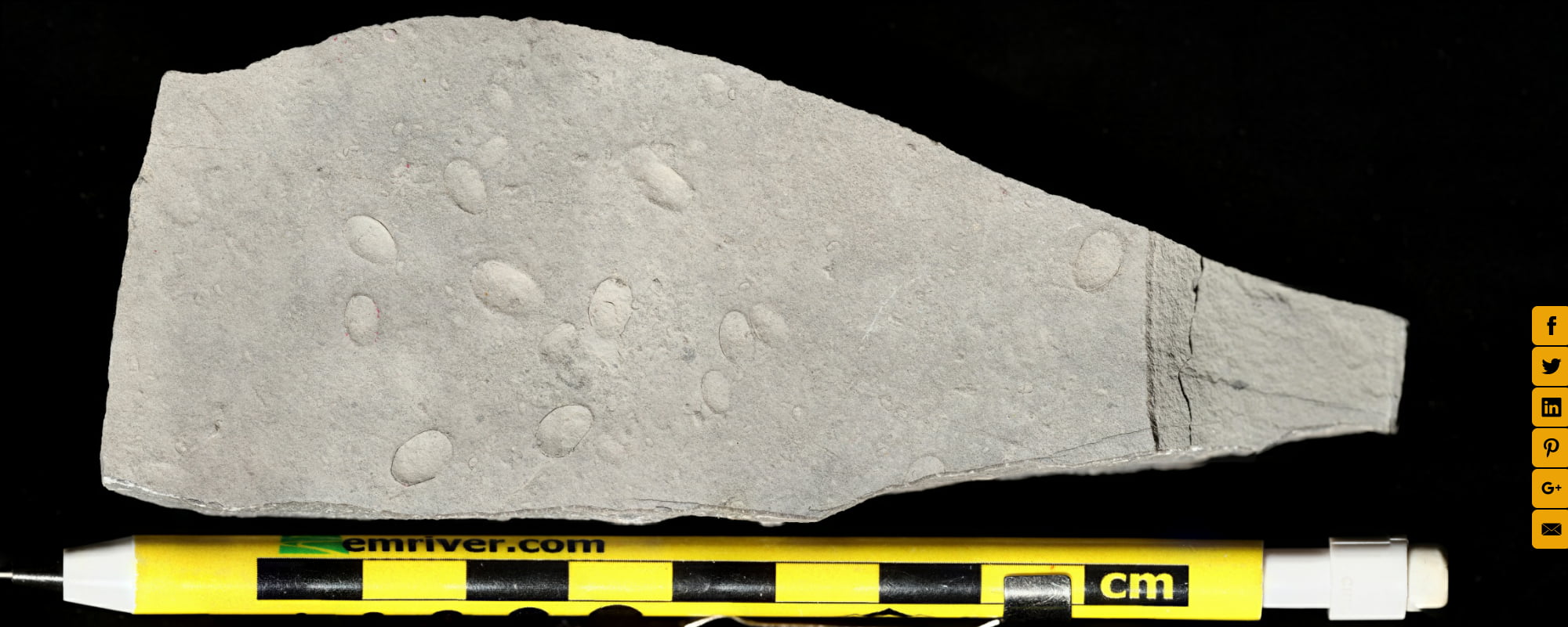 Ostracode fossils in Tonoloway Formation