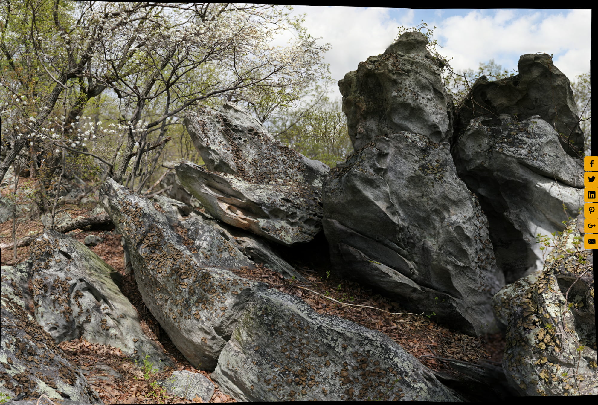 Outcrop of Weverton Formation quartzite atop Biscuit Mountain, Pond ...