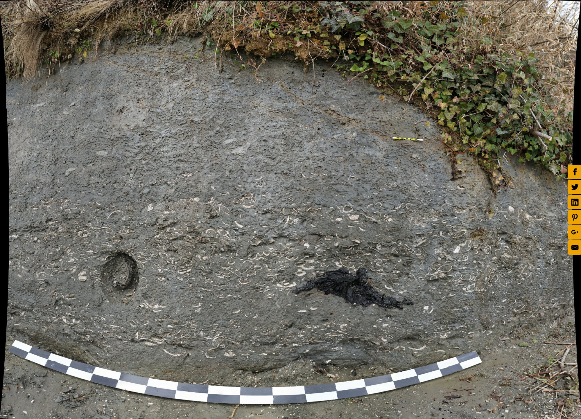 Calvert Formation, Scientist Cliffs, Maryland (#5 of 8)