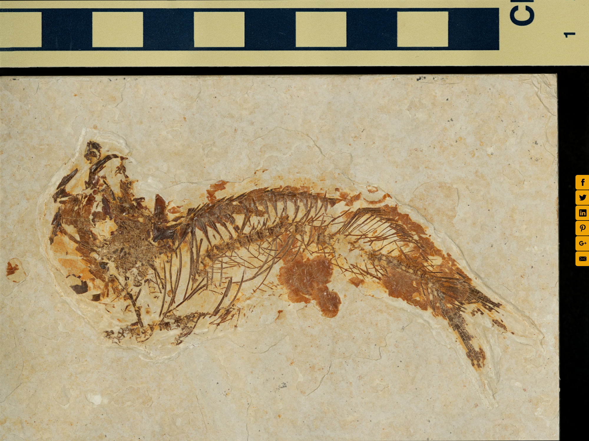 Eocene-aged herring Knightia eoceana