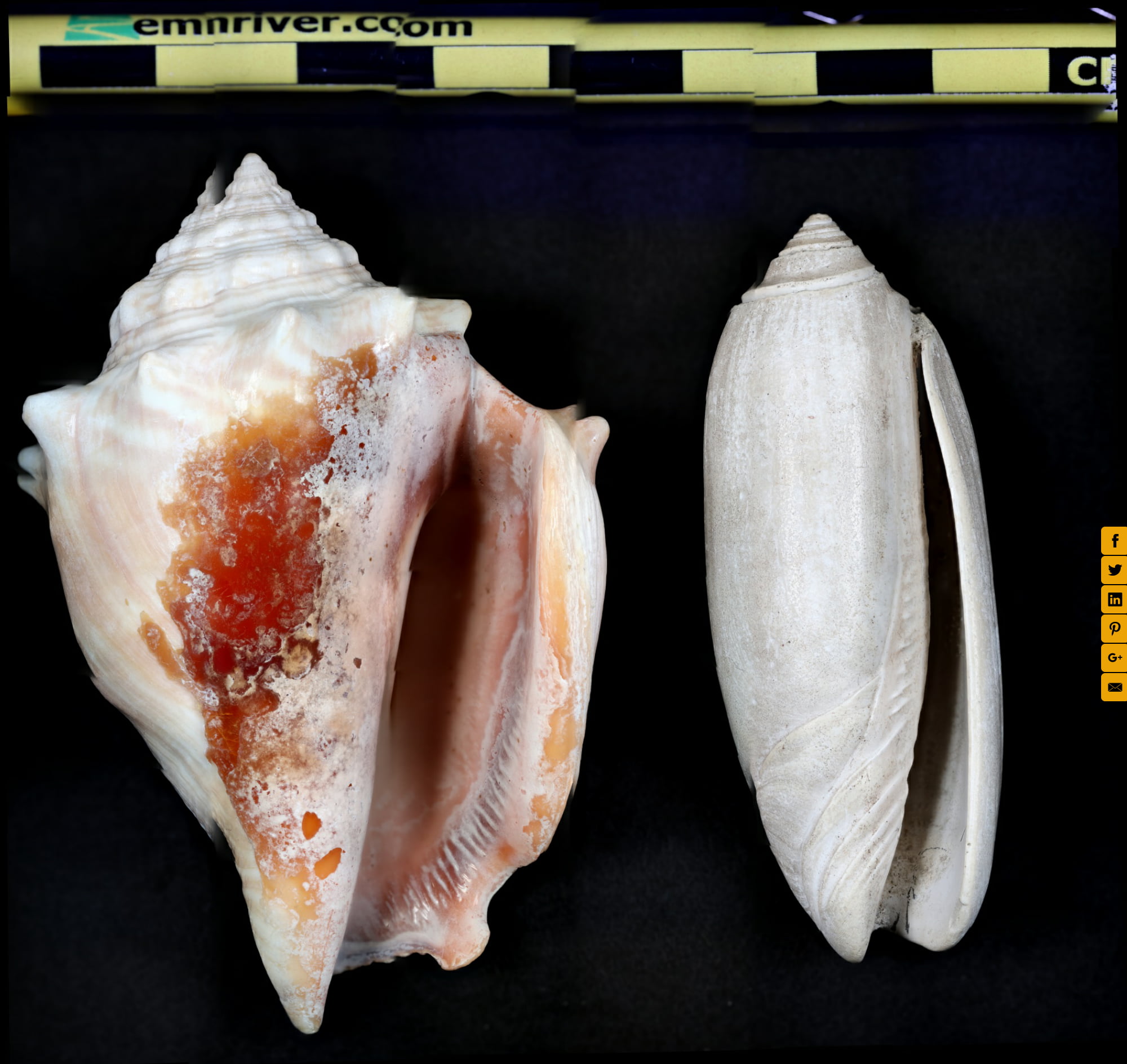 Gastropod shells