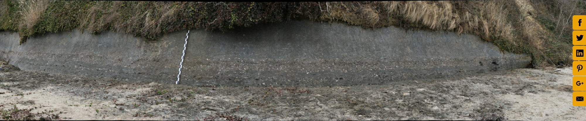 Calvert Formation, Scientists' Cliffs, Maryland (#3 of 8)
