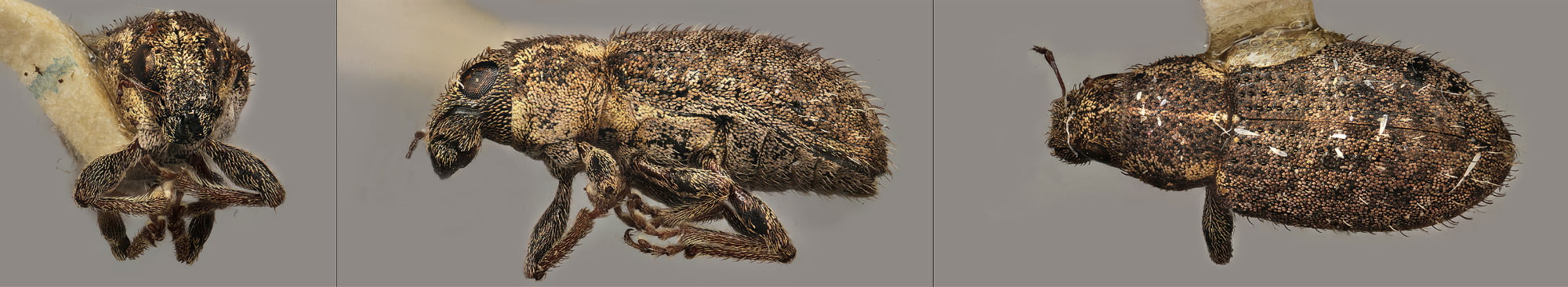Curculionidae (Coleoptera)