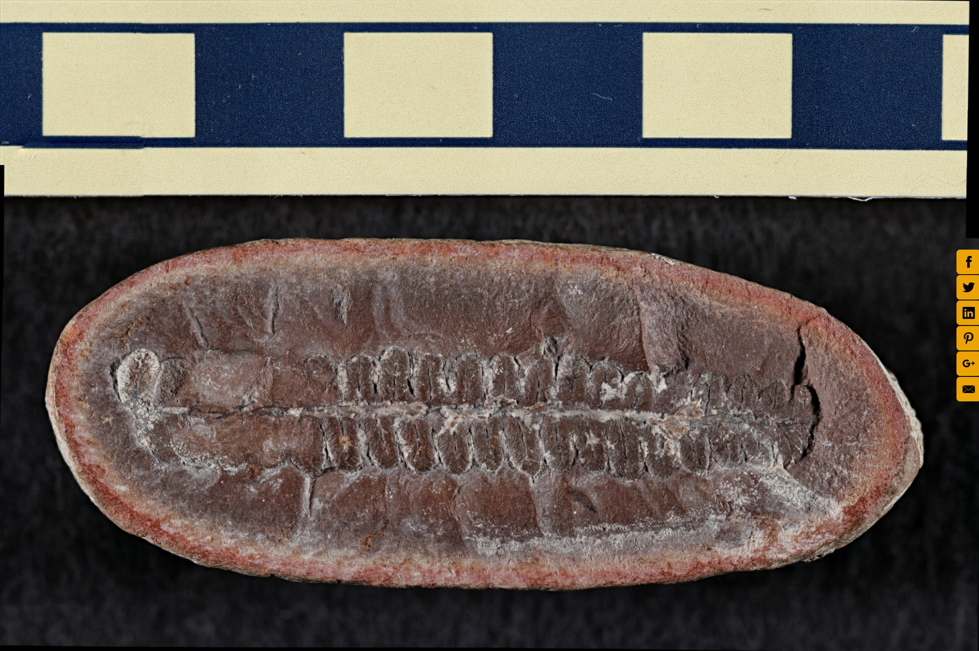 Mazon Creek paleoplant