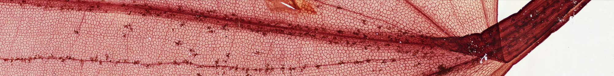 Leaf Example
