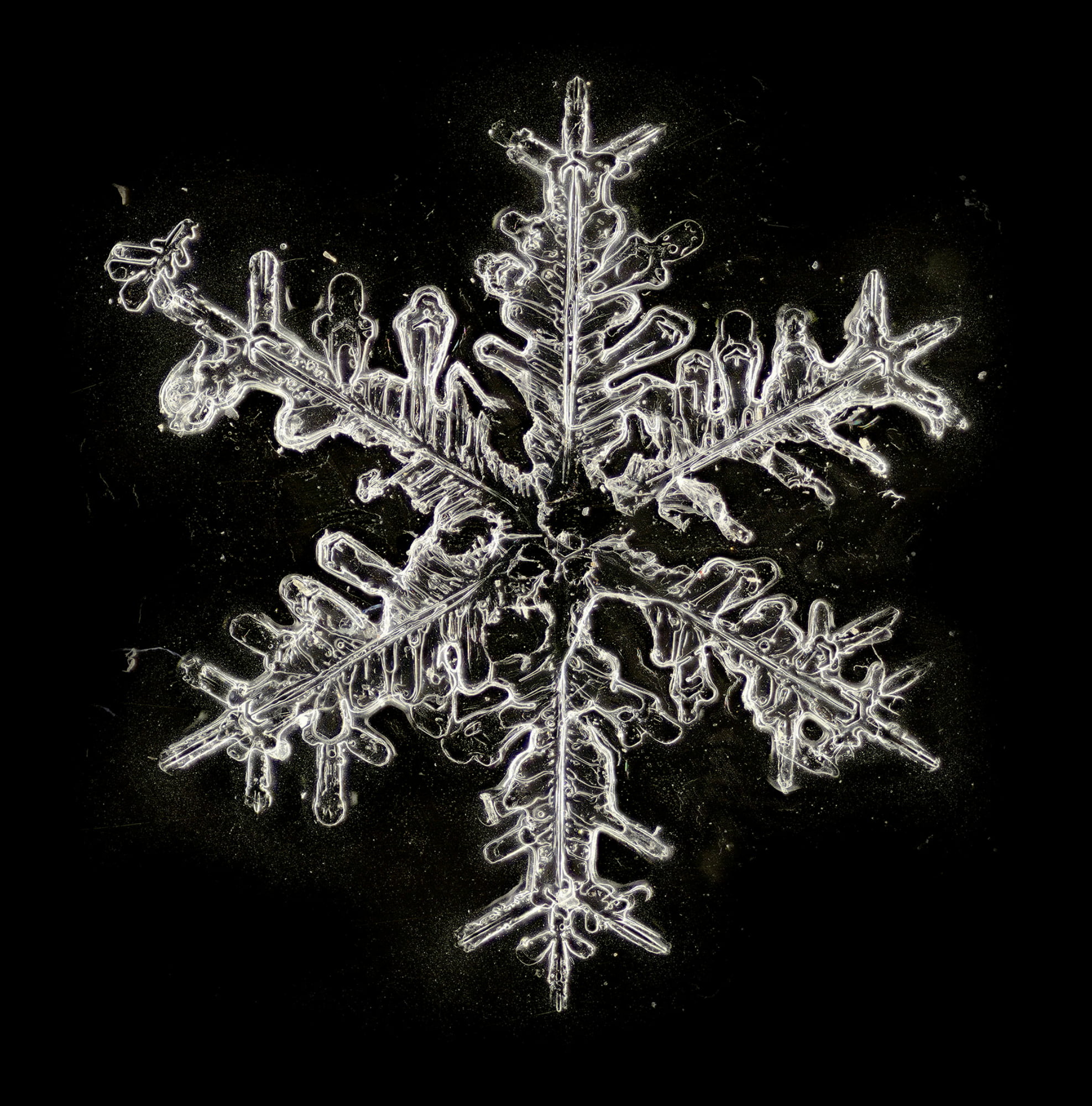 Snowflake preserved 