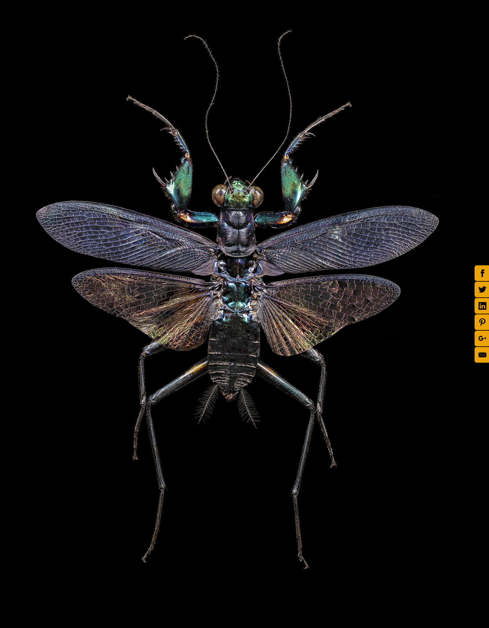 BES Summer School 2020: Iridescent Bark Mantis