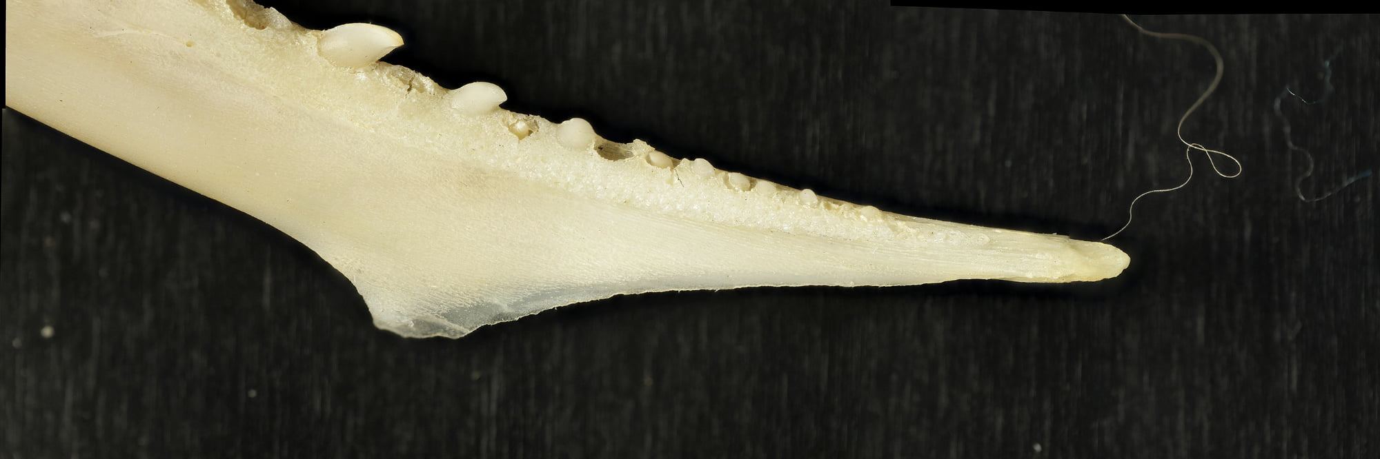 Blue Fish Teeth Example 2