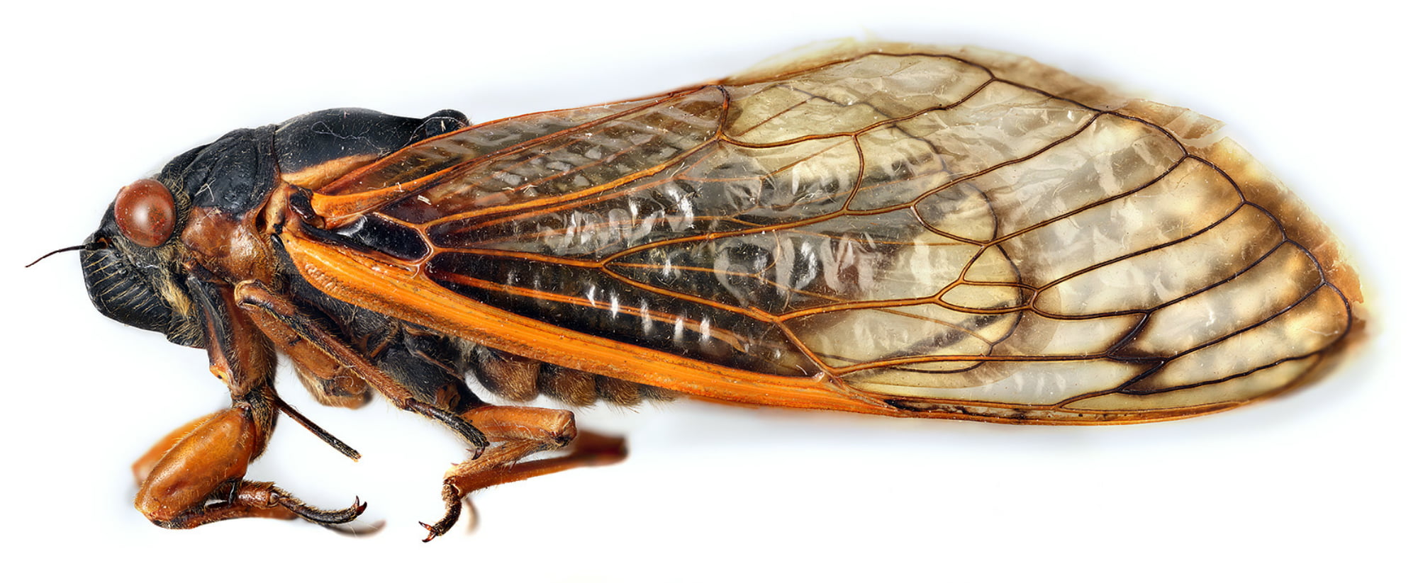 Cicada Male (Lateral)