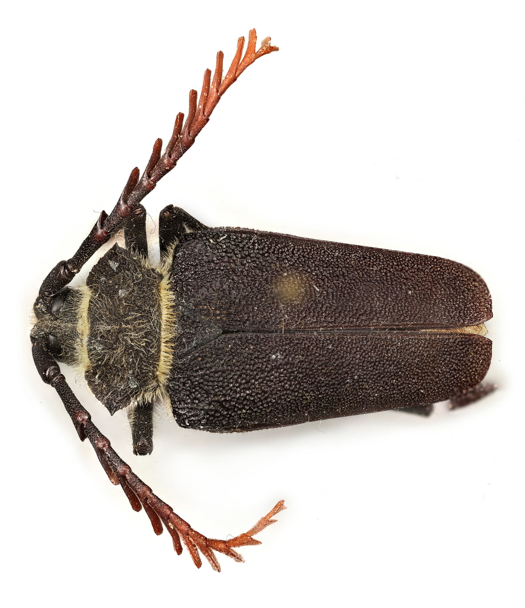 Cerambycidae (Coleoptera)