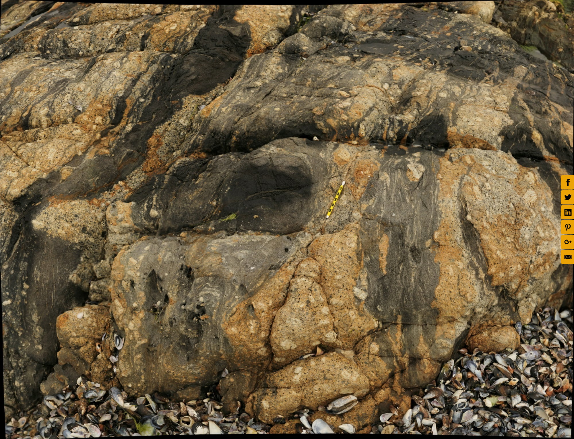 Migmatite exposed at Sea Point, South Africa