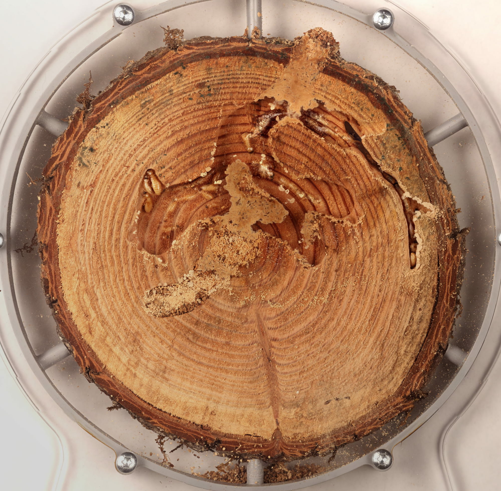 Termitat: Termite Exhibit