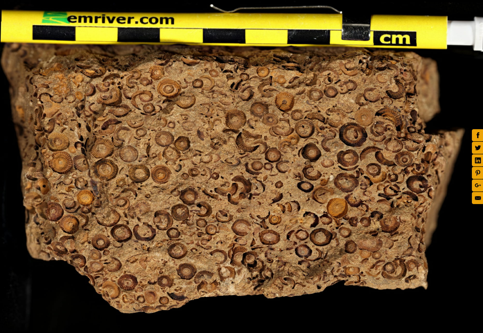 Crinoid columnal horizon