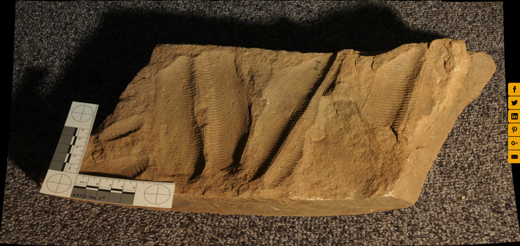 Pteridinium from Farm Plateau (Aar)