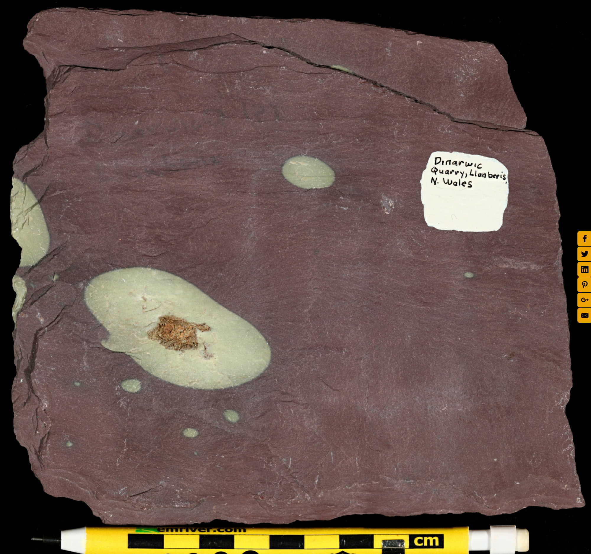 Red slate with elongated reduction spots