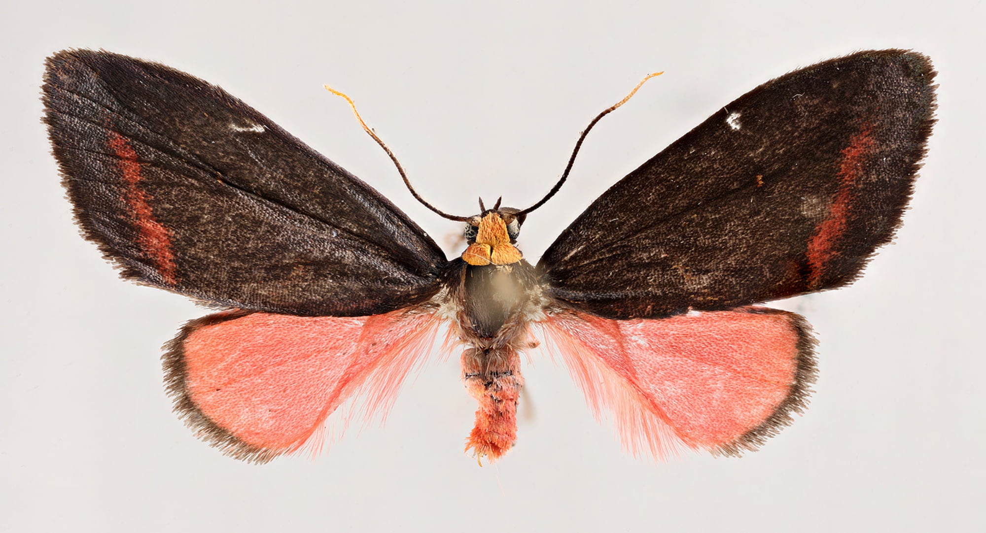 Rosy Folded-wing Footman Moth