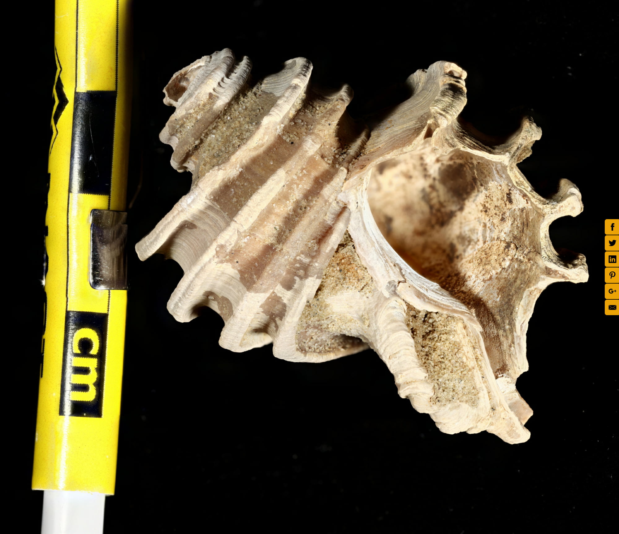 Ecphora gardnerae, interior view