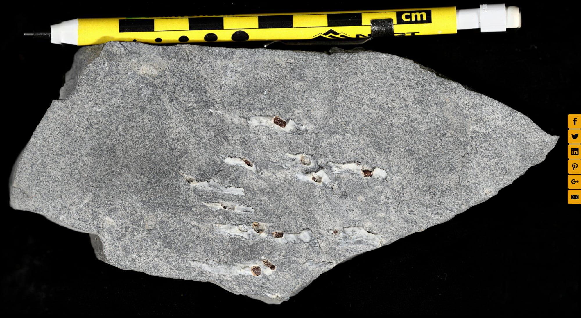 Pyrites with twin fibrous "tails" or "beards"