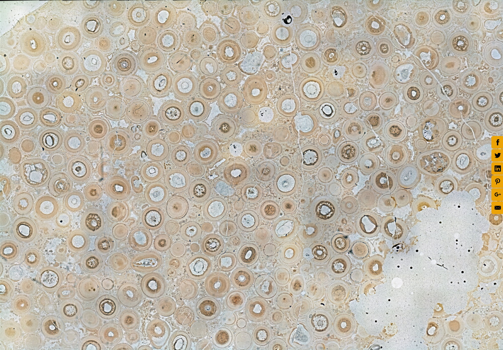 Siliceous Oolite, Plane Polars