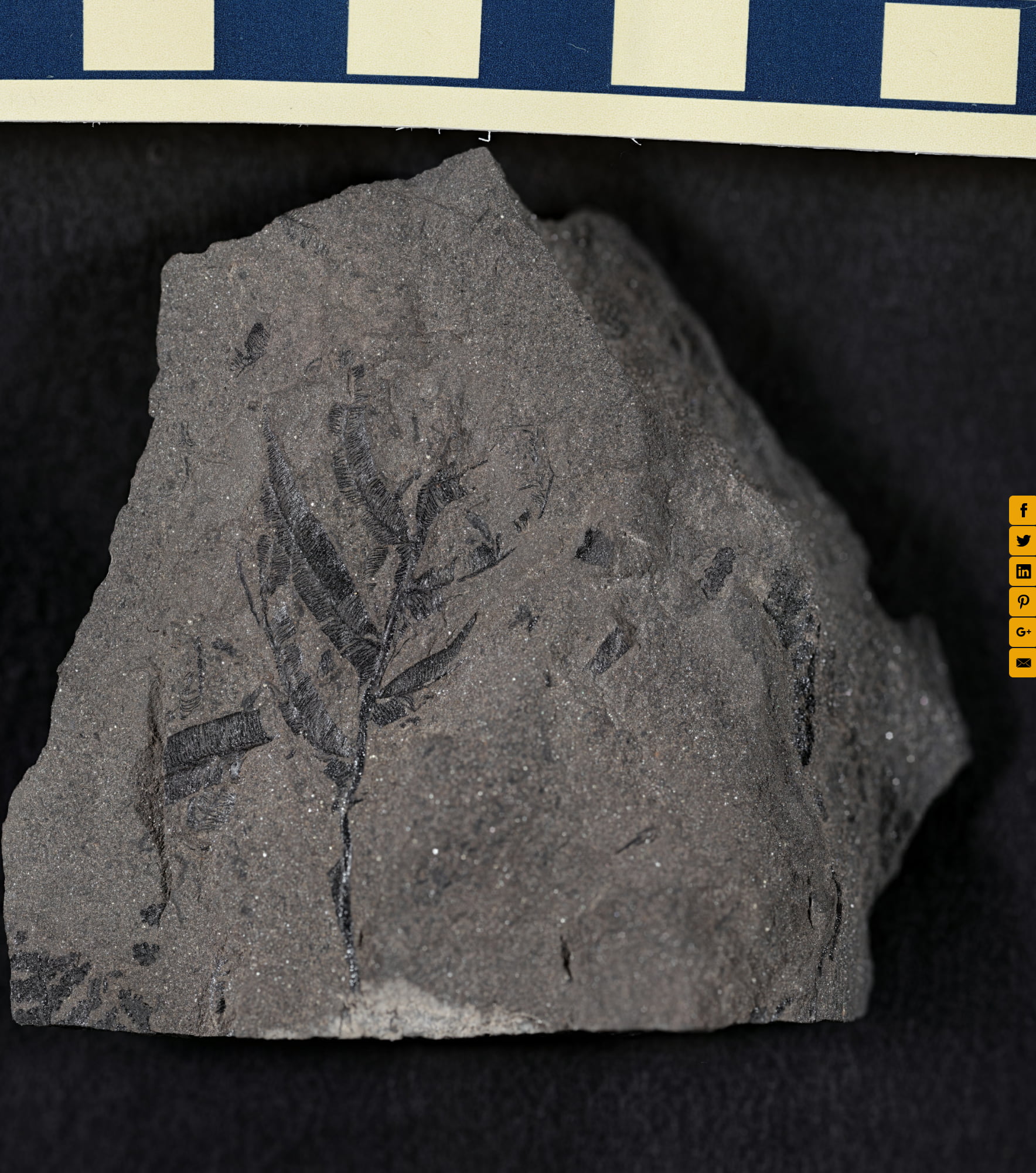 Fossil Alethopteris decurrens