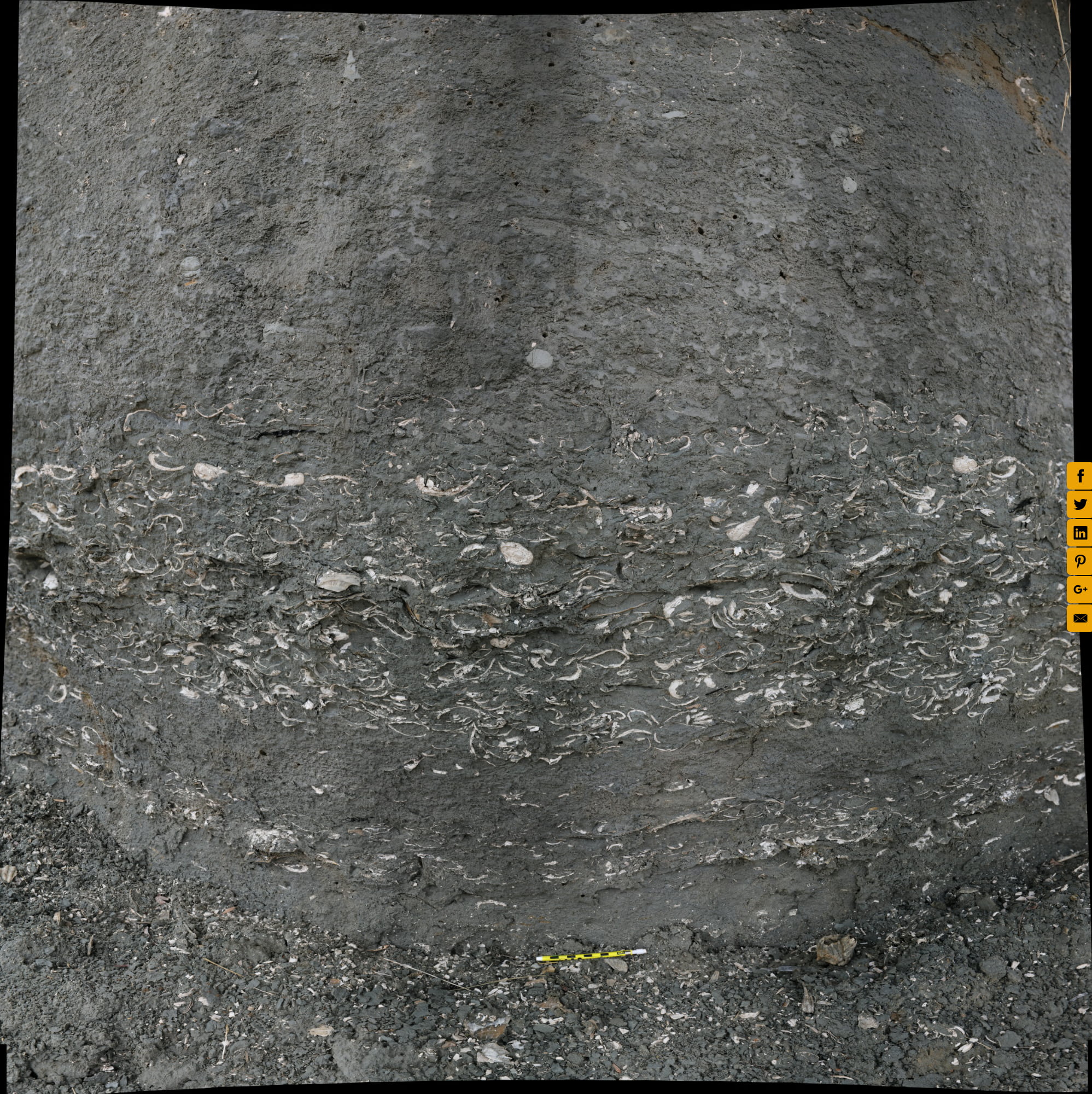 Calvert Formation, Scientists' Cliffs, Maryland (#7 of 8)