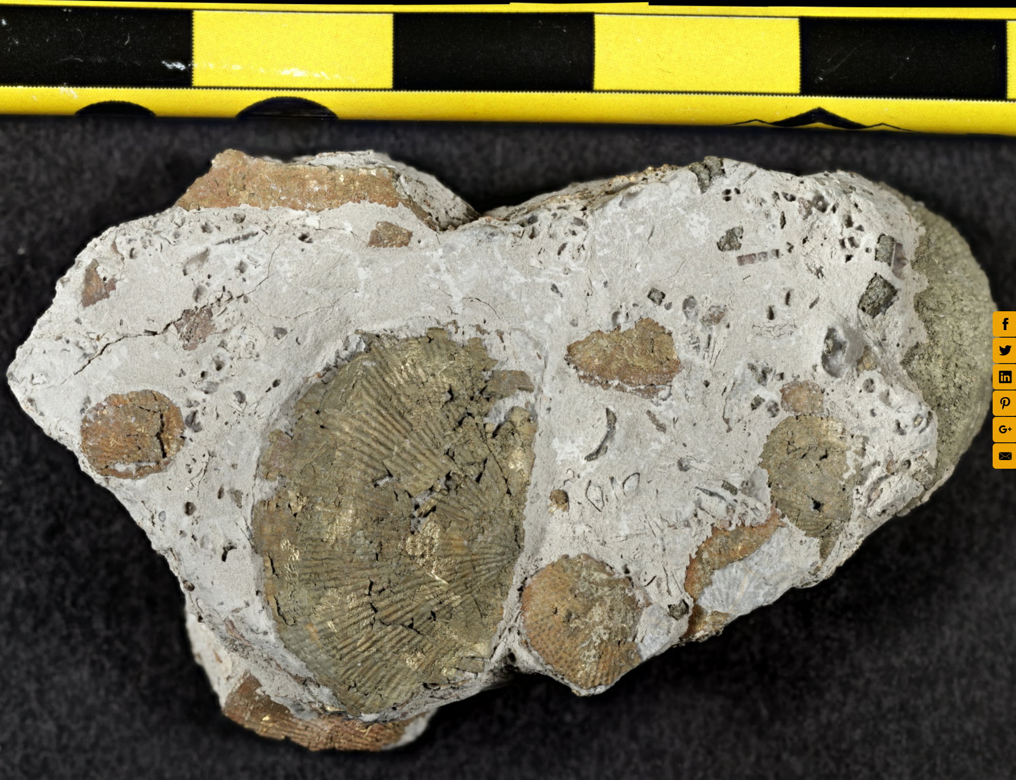 Pyritized brachiopods