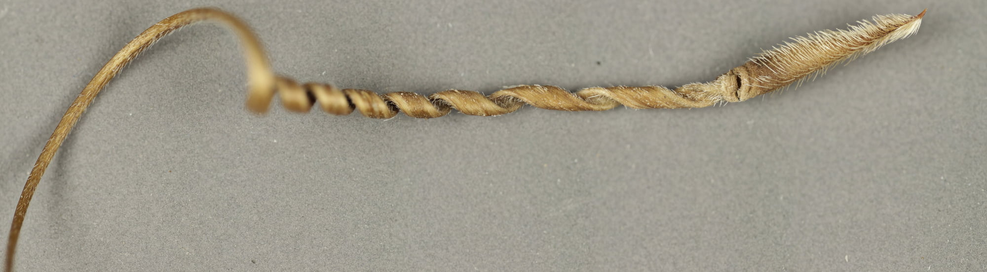 Filaree Self Drilling Seed Pod