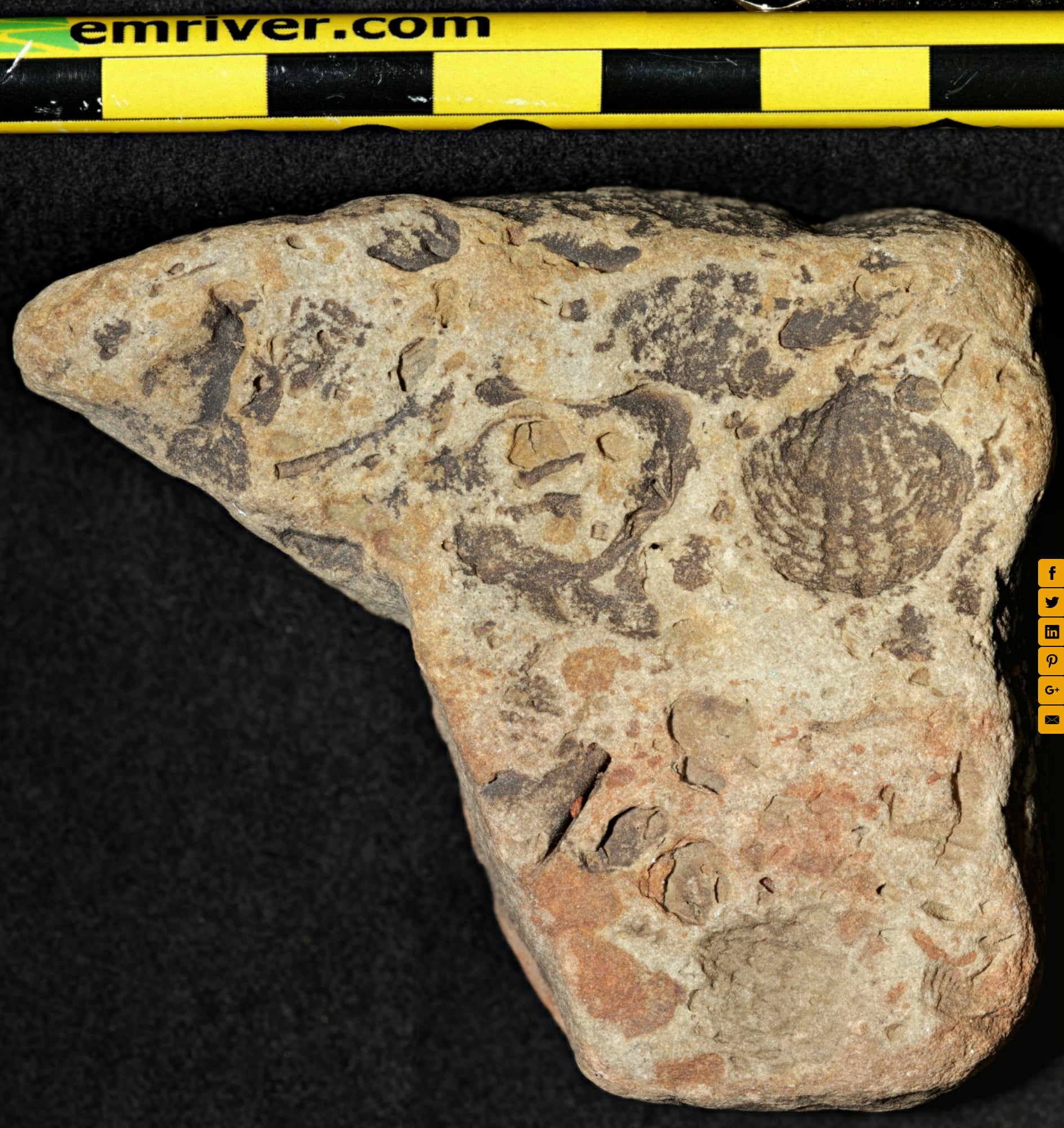 Fossiliferous sandstone