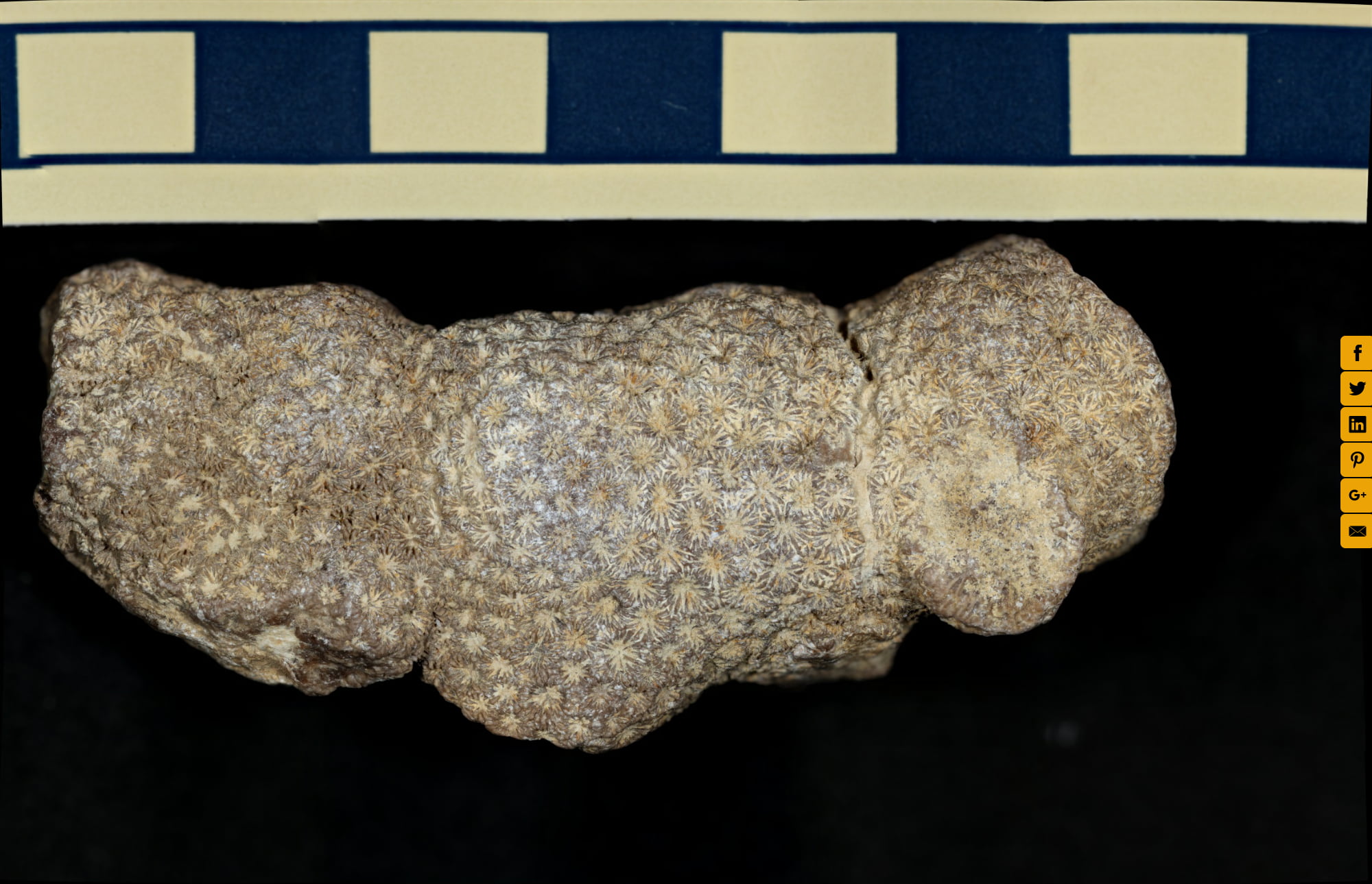 Scleractinian coral