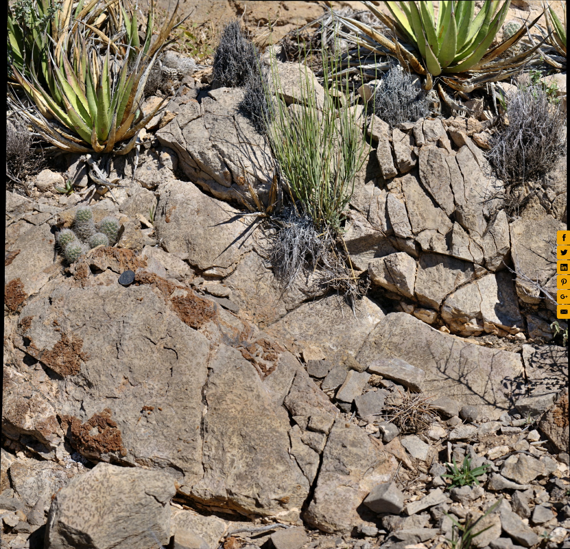 Fossil example 1 in outcrop from Unit E