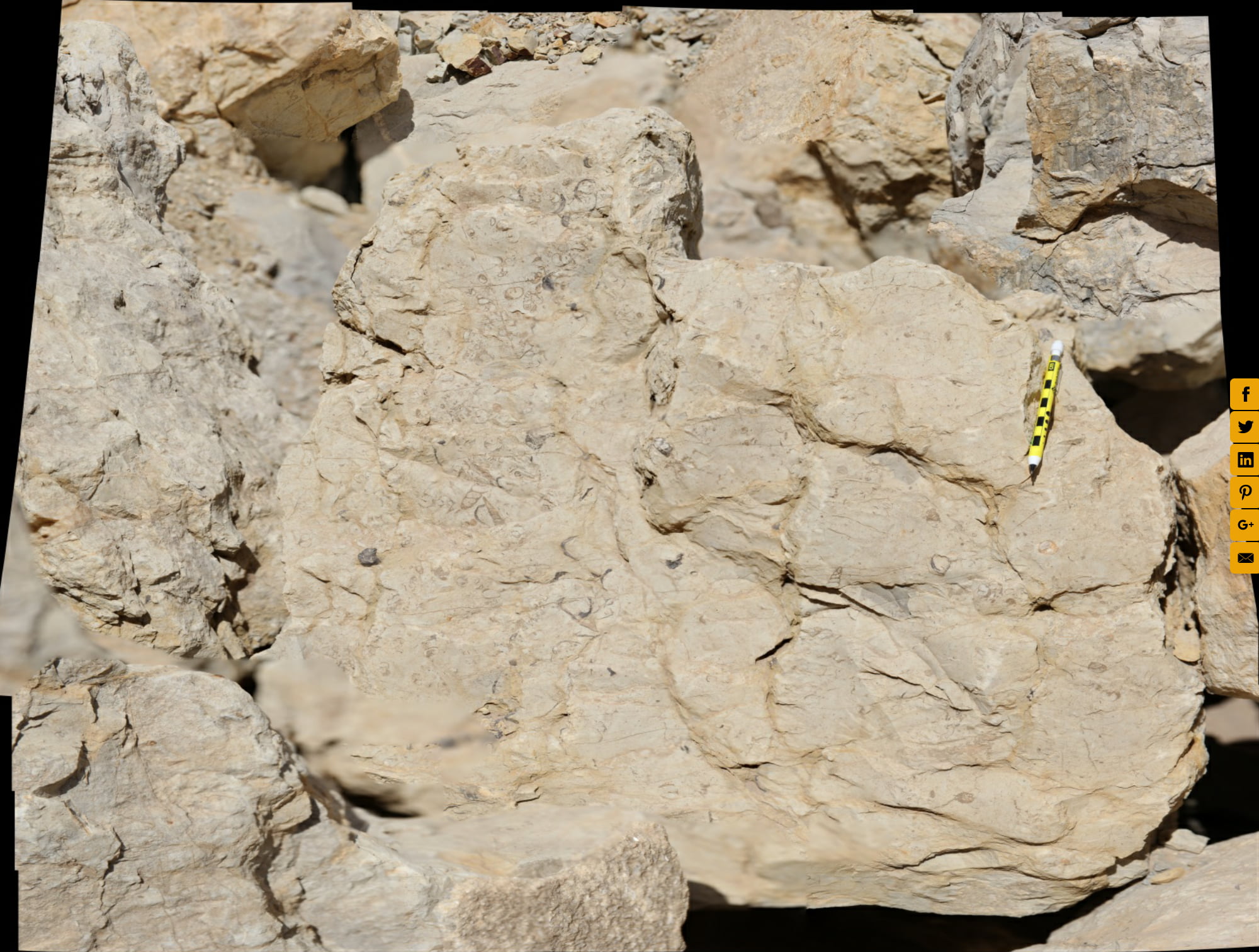 Turitella gastropod fossils in limestone of the Buda Formation, Cristo ...