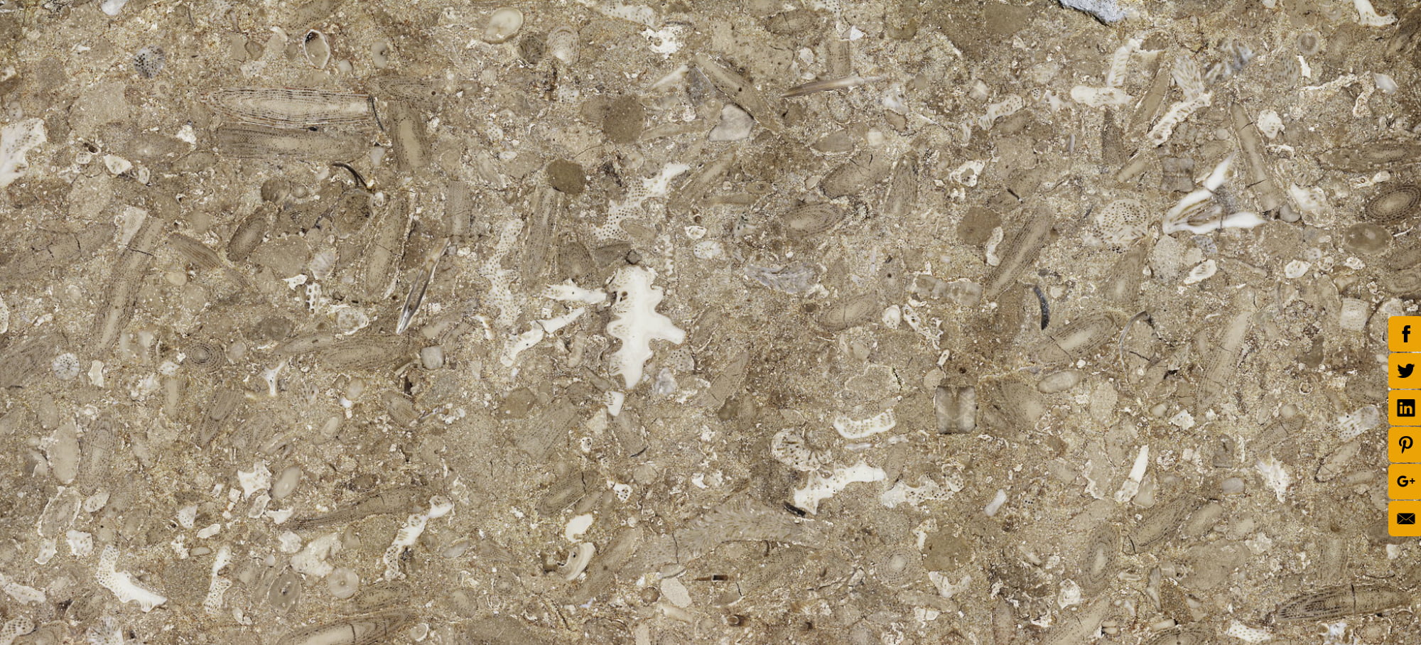 Fusulinid Bryozoan Limestone