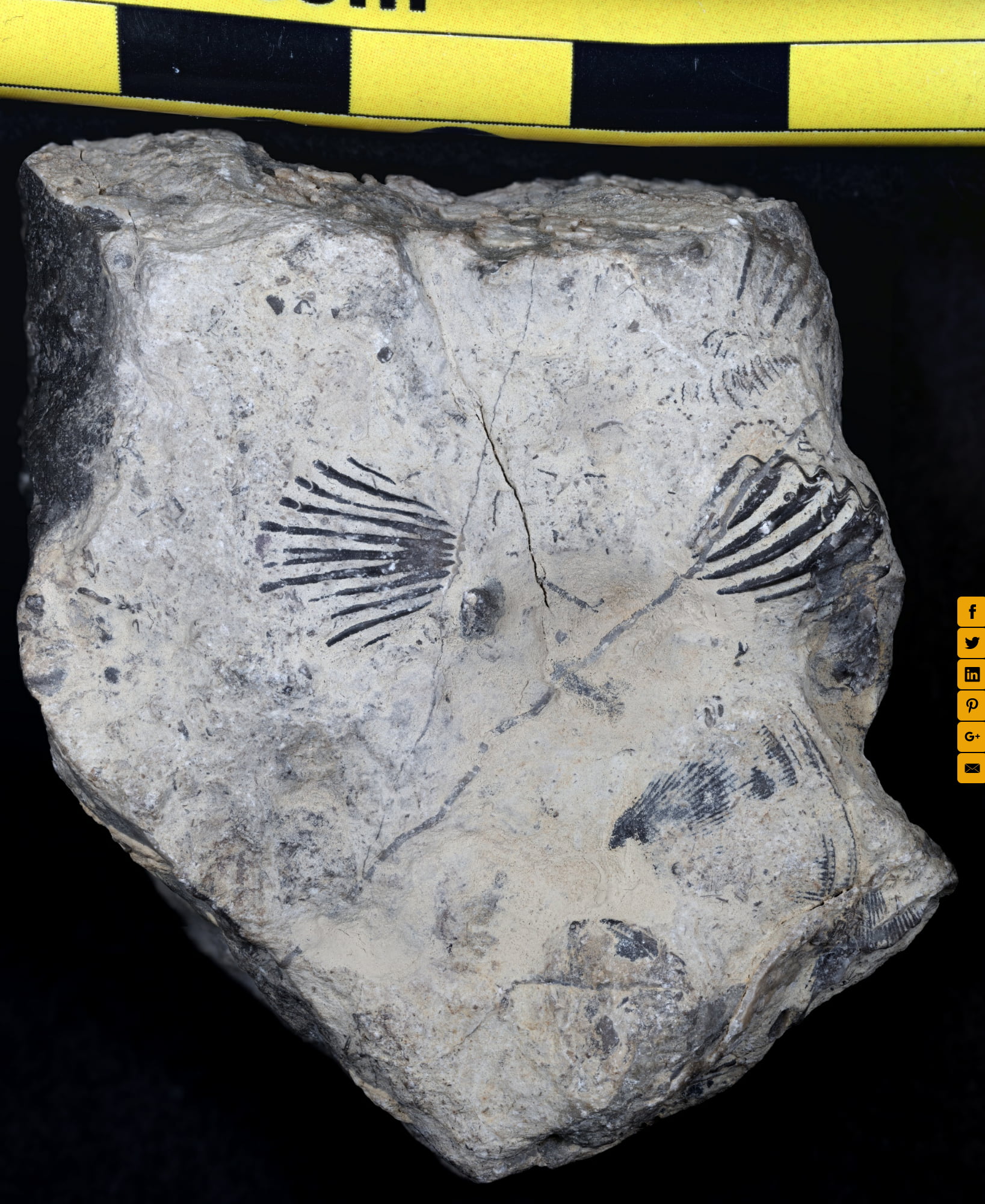 Fossiliferous limestone