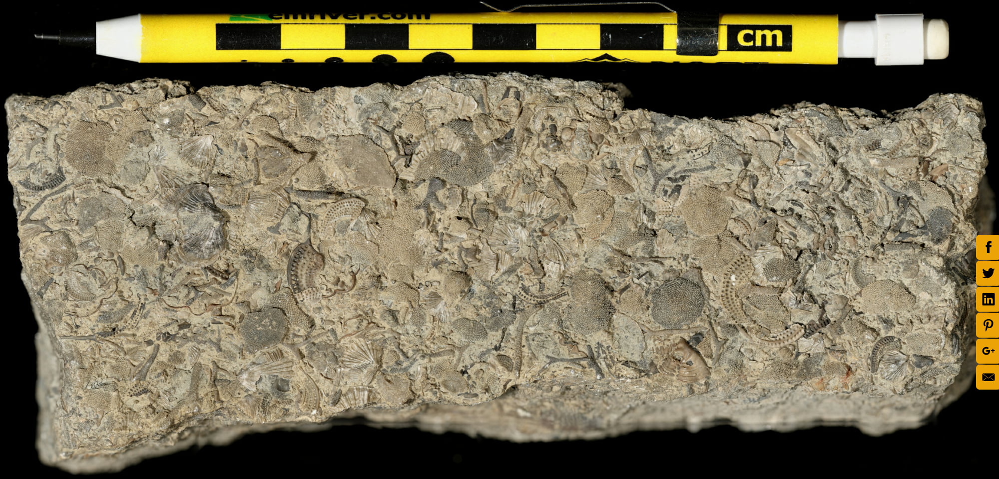 Cincinnatian limestone with lots of fossil components