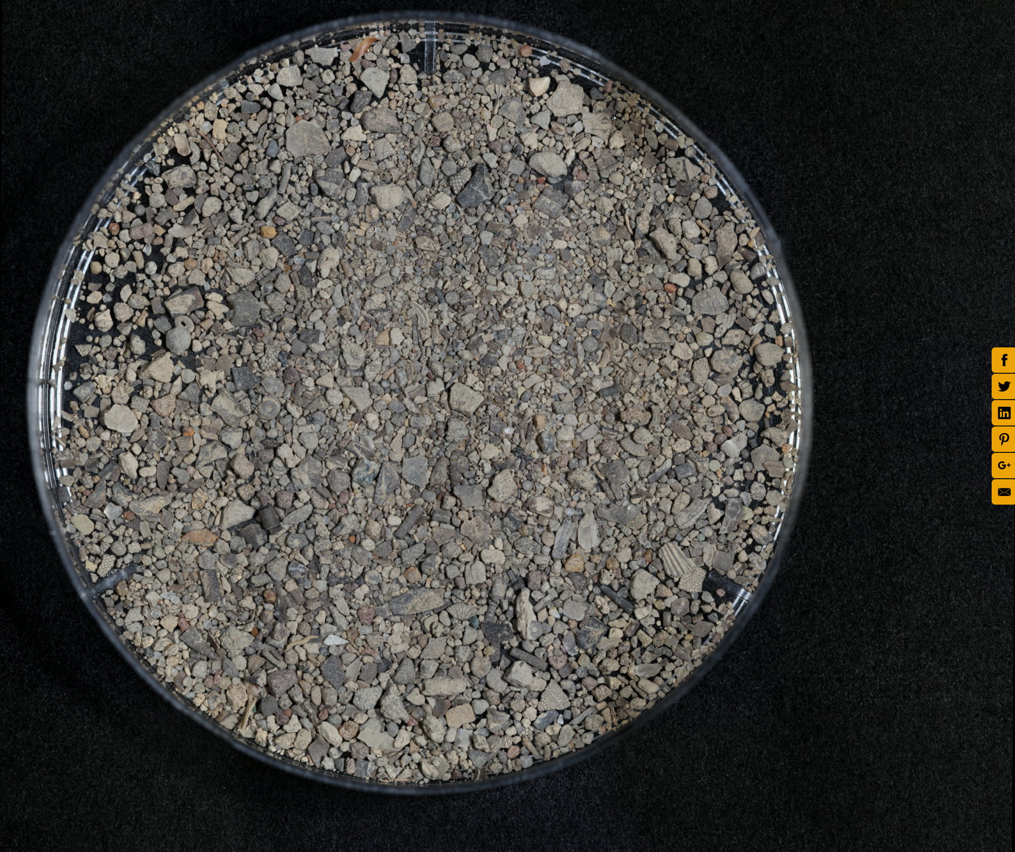 Fossils from the Rochester Shale