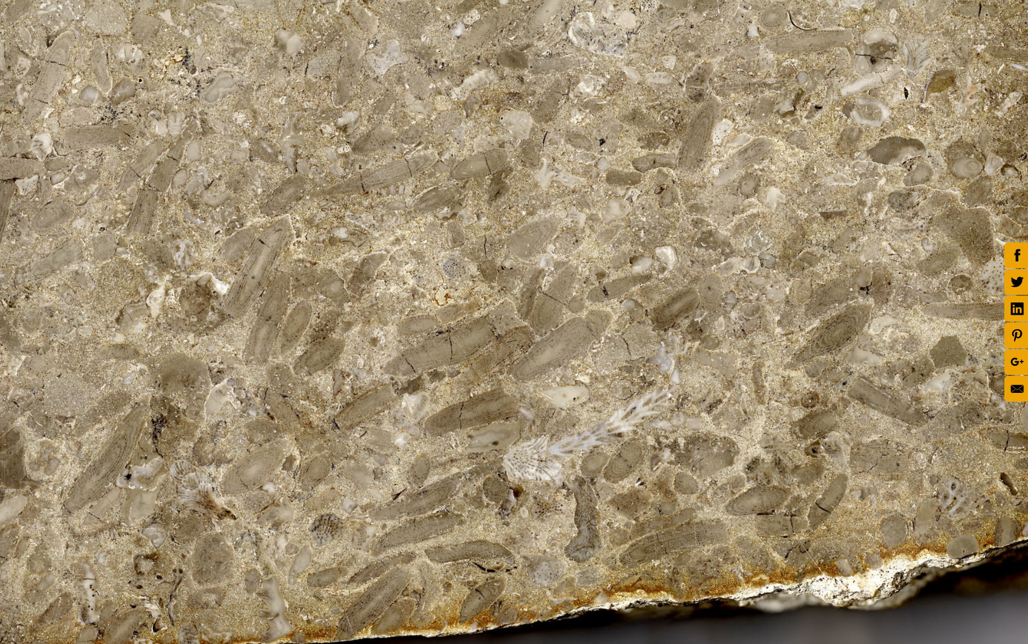 Fusulinid bryozoan limestone 2