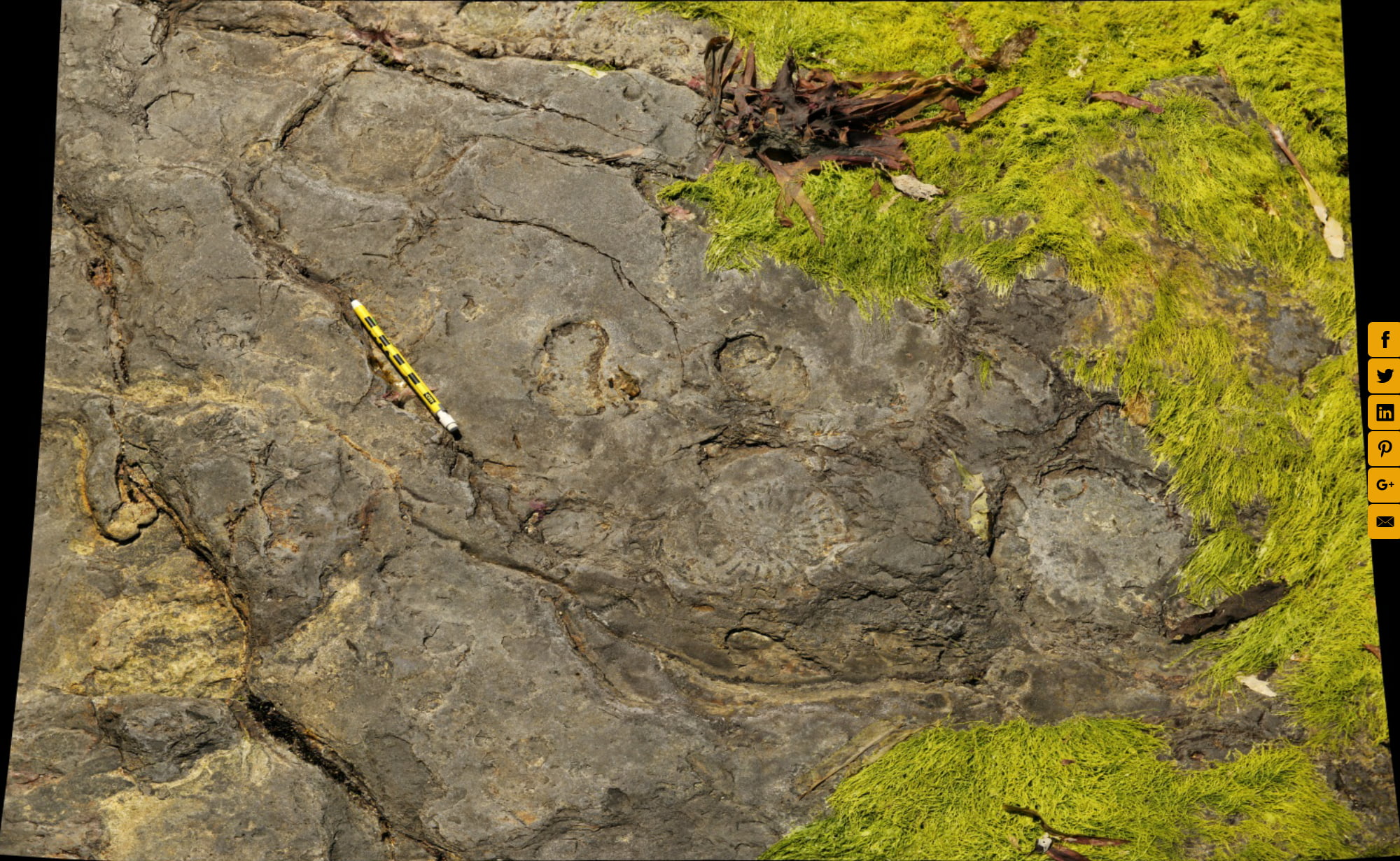 Ammonites in contact-metamorphosed Lias, Portrush, Northern Ireland
