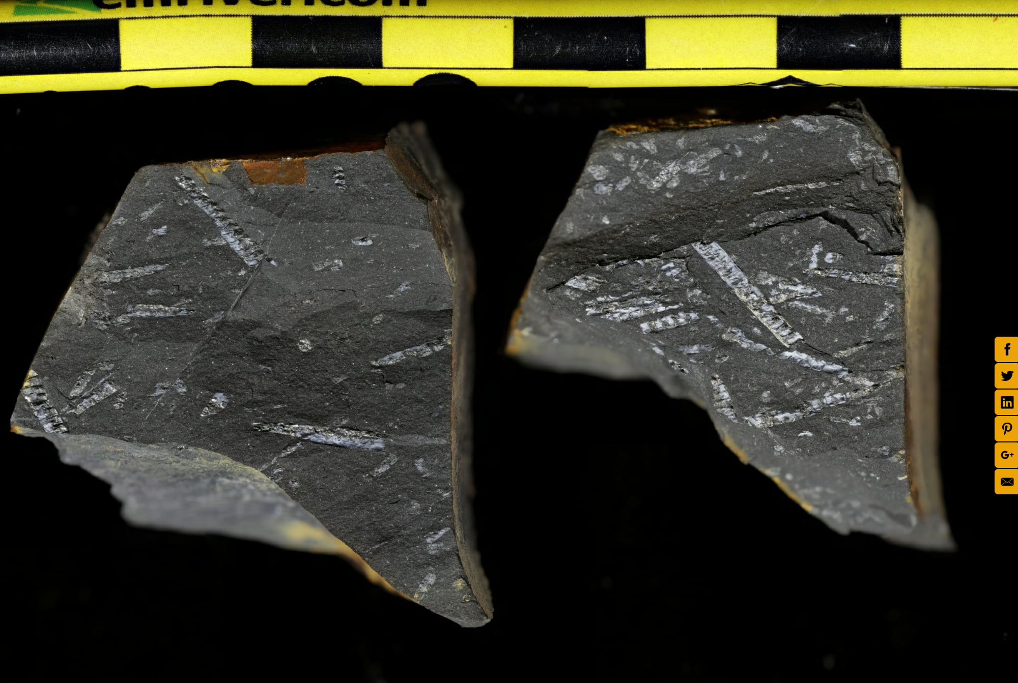 Graptolites from Dob's Linn, Scotland